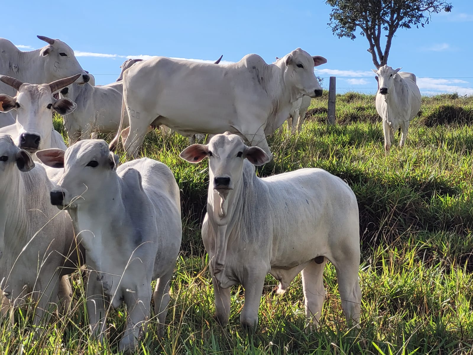 População bovina ultrapassa 16 mi e MS é o quarto do país - O Estado Online