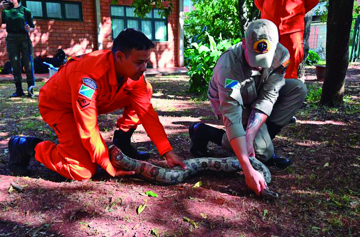 Além dos escorpiões, conheça outros animais peçonhentos que acendem ...